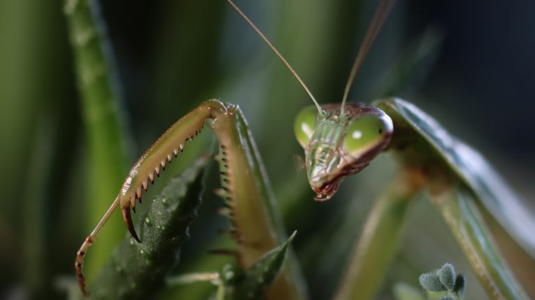 Alimentação dos insetos | Museu de Entomologia