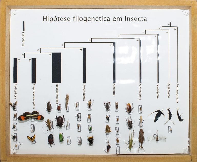 Exposição | Museu de Entomologia