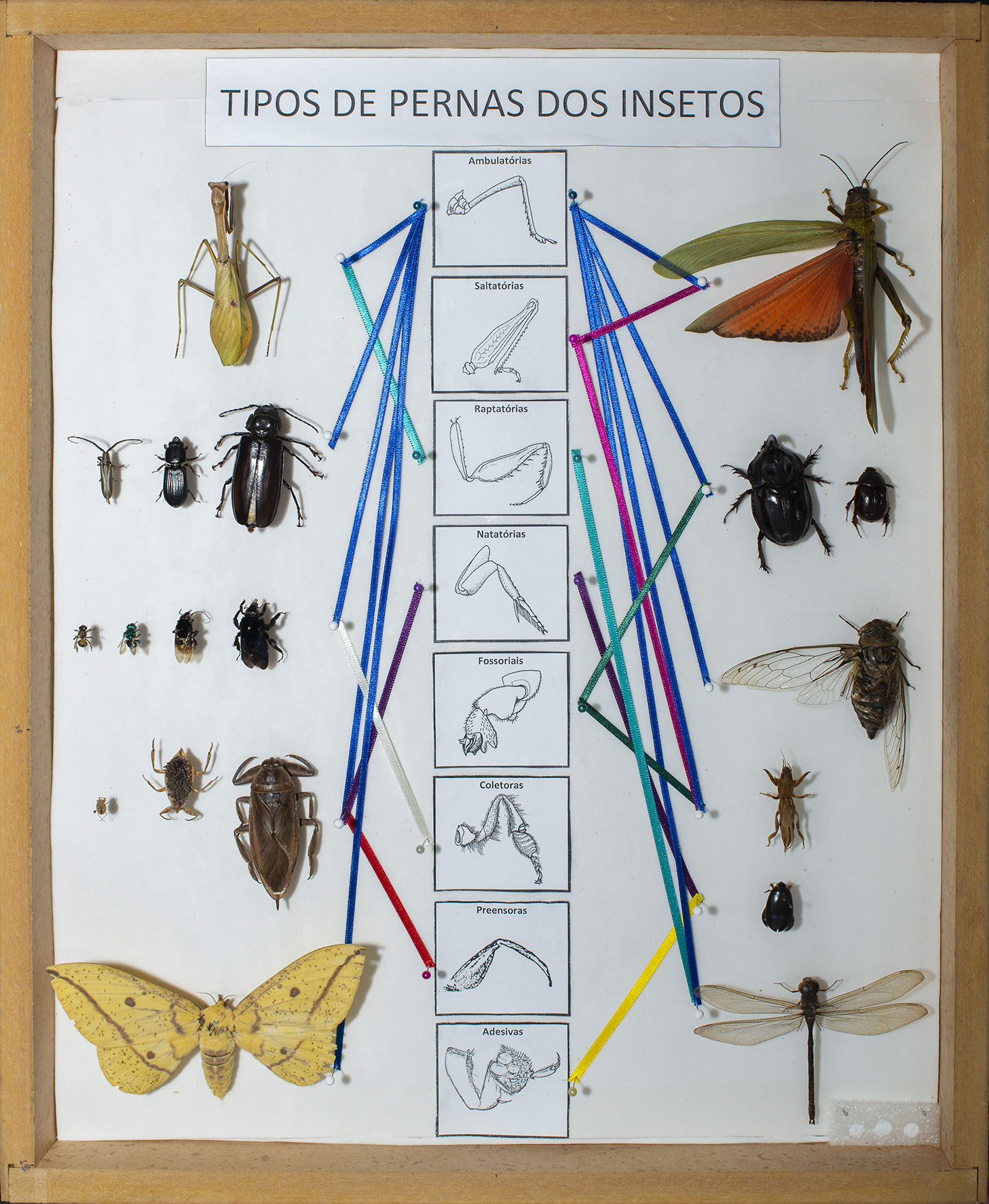 Conheça o Museu de Entomologia da UFV sem sair de casa! | Museu de ...