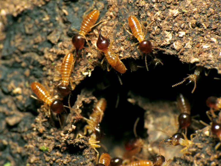 Interações Sociais dos Insetos | Museu de Entomologia